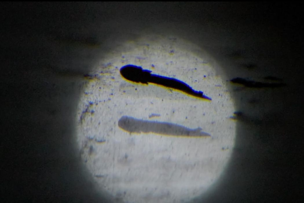 Izlegla se je prva človeška ribica