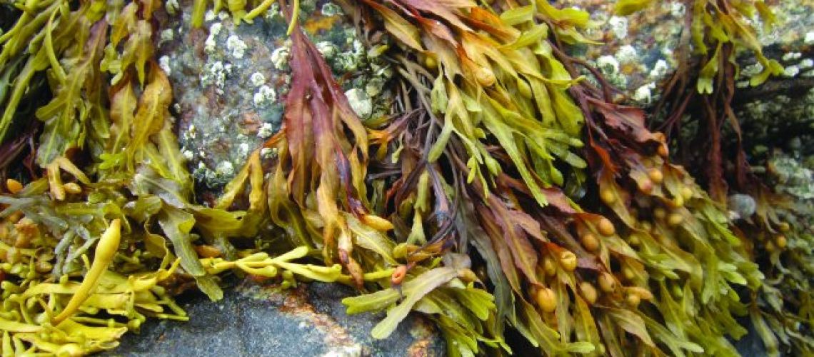 Rjave morske alge namesto zdravil - Njena.si