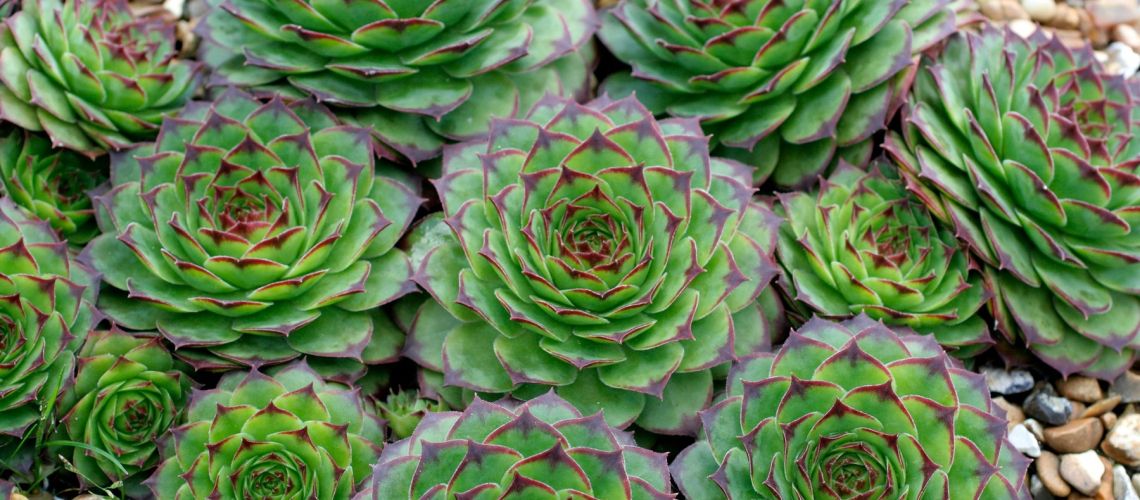 Čudežna rastlina, ki raste na vašem vrtu - Njena.si