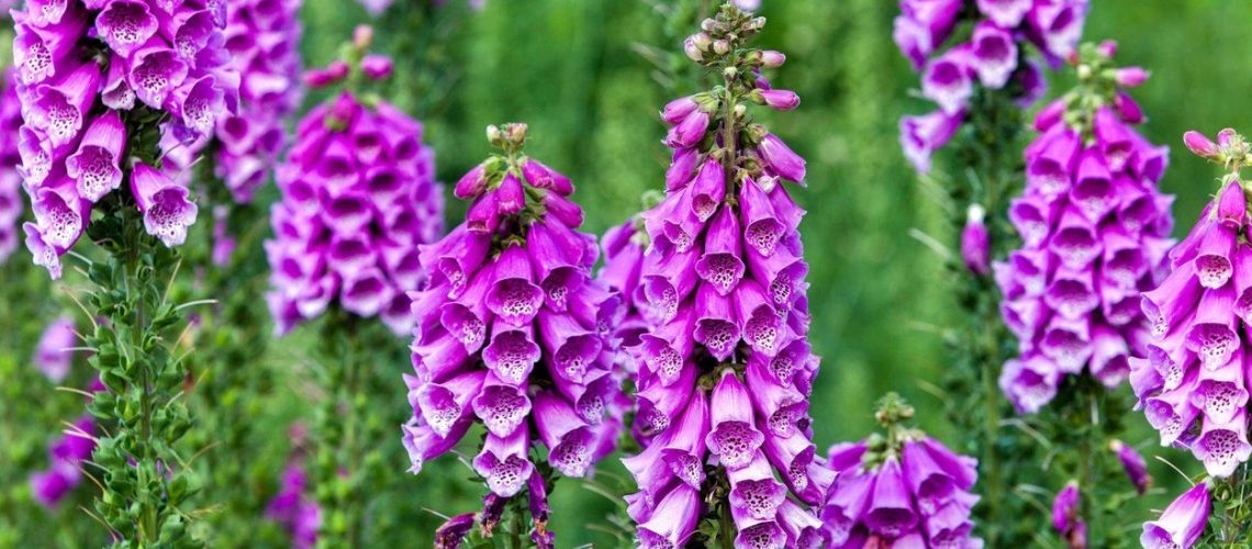 Strupene rastline na vrtu - Njena.si