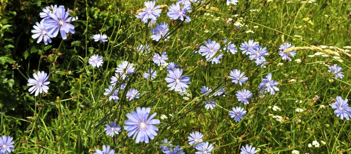 Navadni potrošnik - travniška rastlina zdravilna od cveta do korenin ...