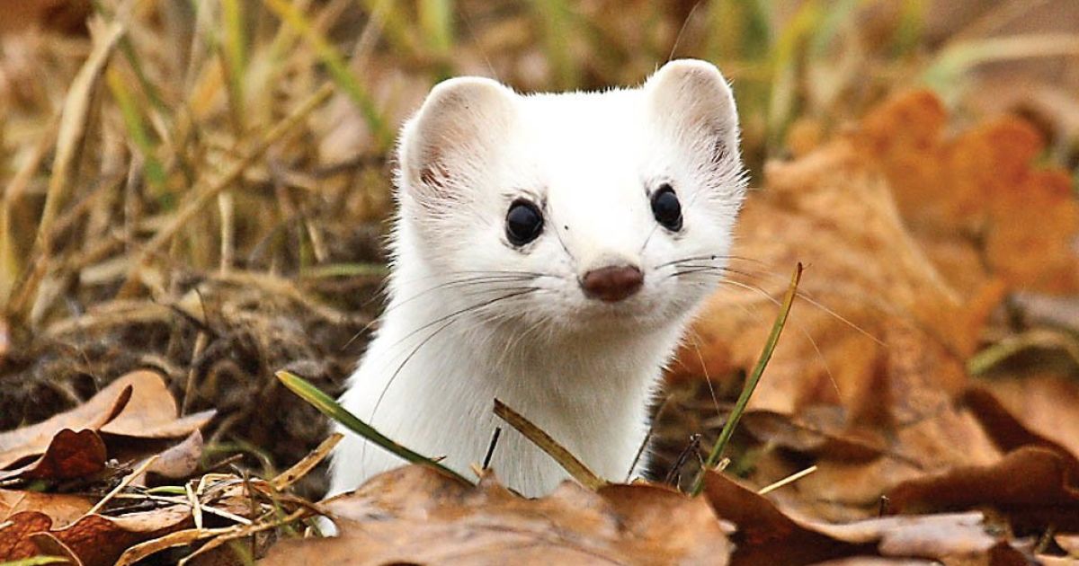 Hermelin – velika podlasica - Svet24.si