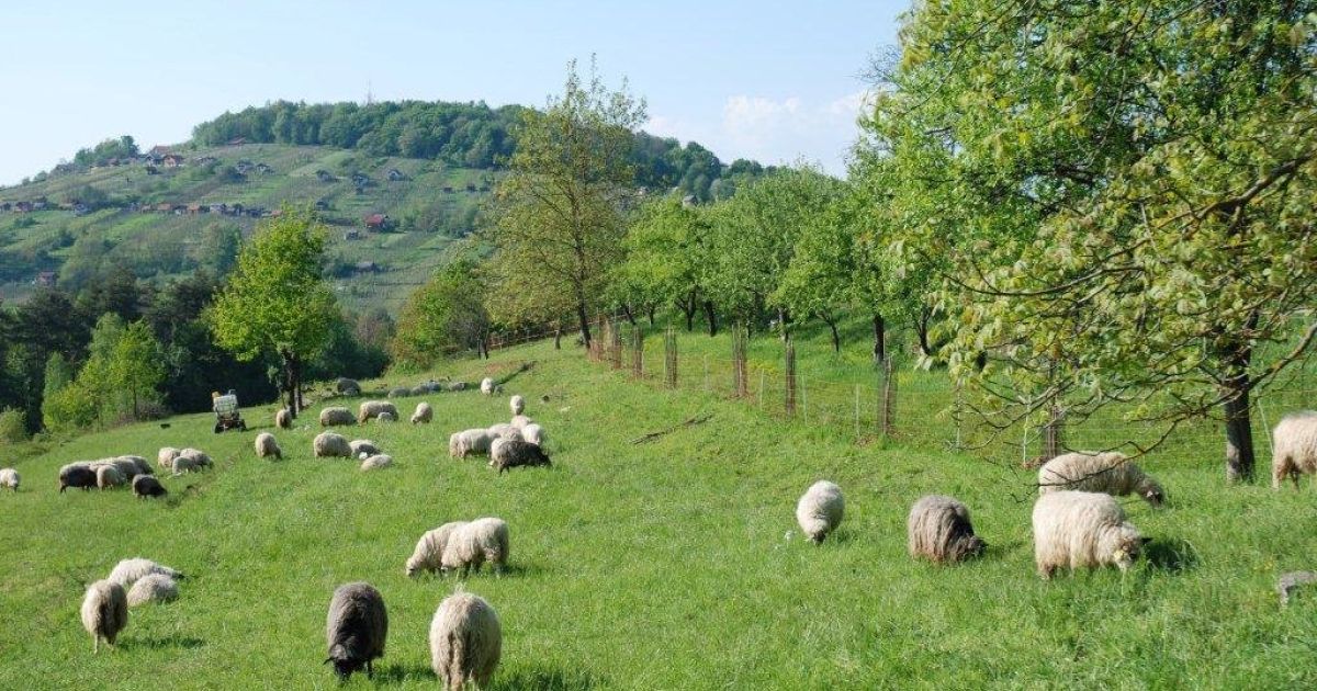 Blagoslov jedi za veliko noč - Svet24.si