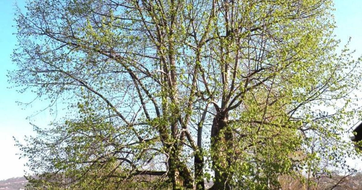 Marindol - obrezana krošnja 500-letne lipe - Svet24.si