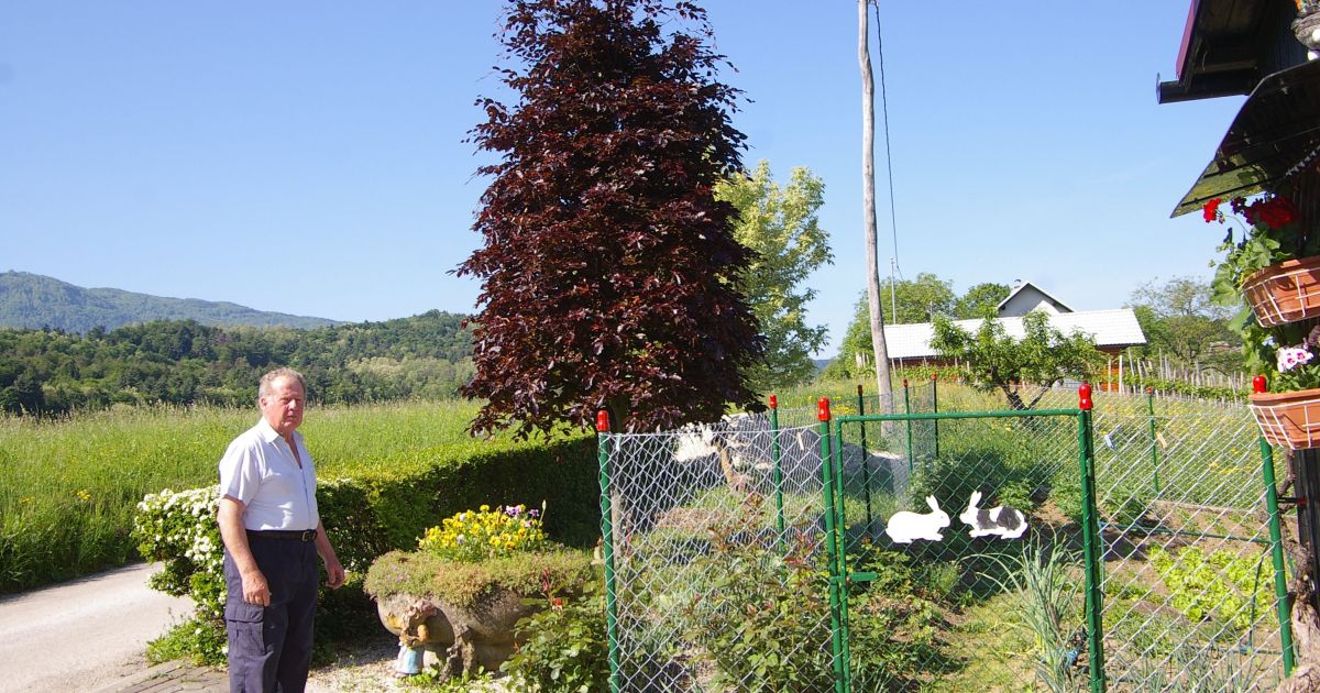 Rdeča bukev iz Klevevža domačiji v okras - Dolenjski list