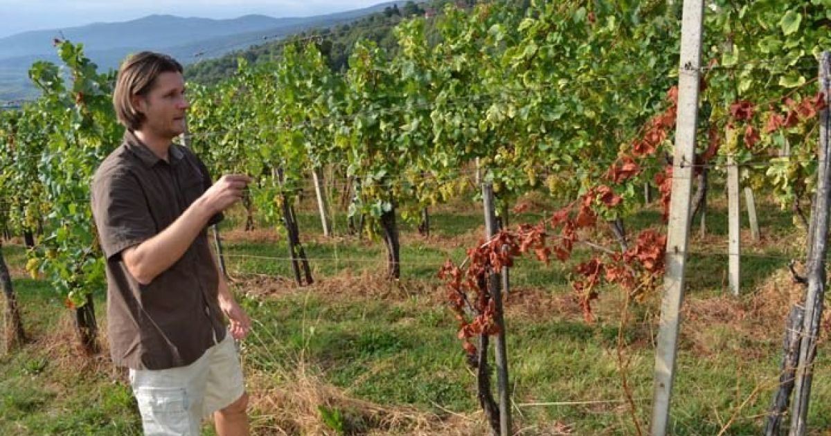 Opozorilo vinogradnikom zaradi zlate trsne rumenice - Svet24.si