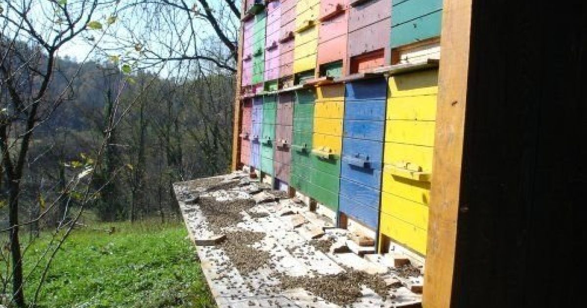 Čebelarji po katastrofalni letini s pripravami na zimo - Svet24.si
