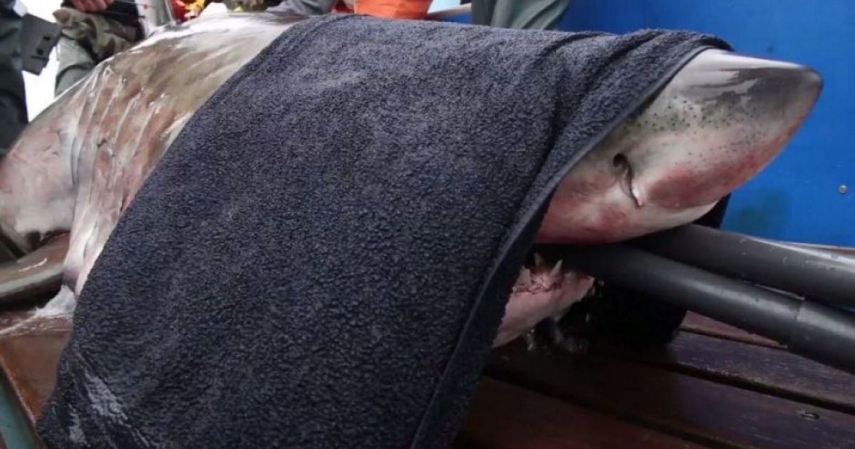 Res veliki beli morski pes - Svet24.si