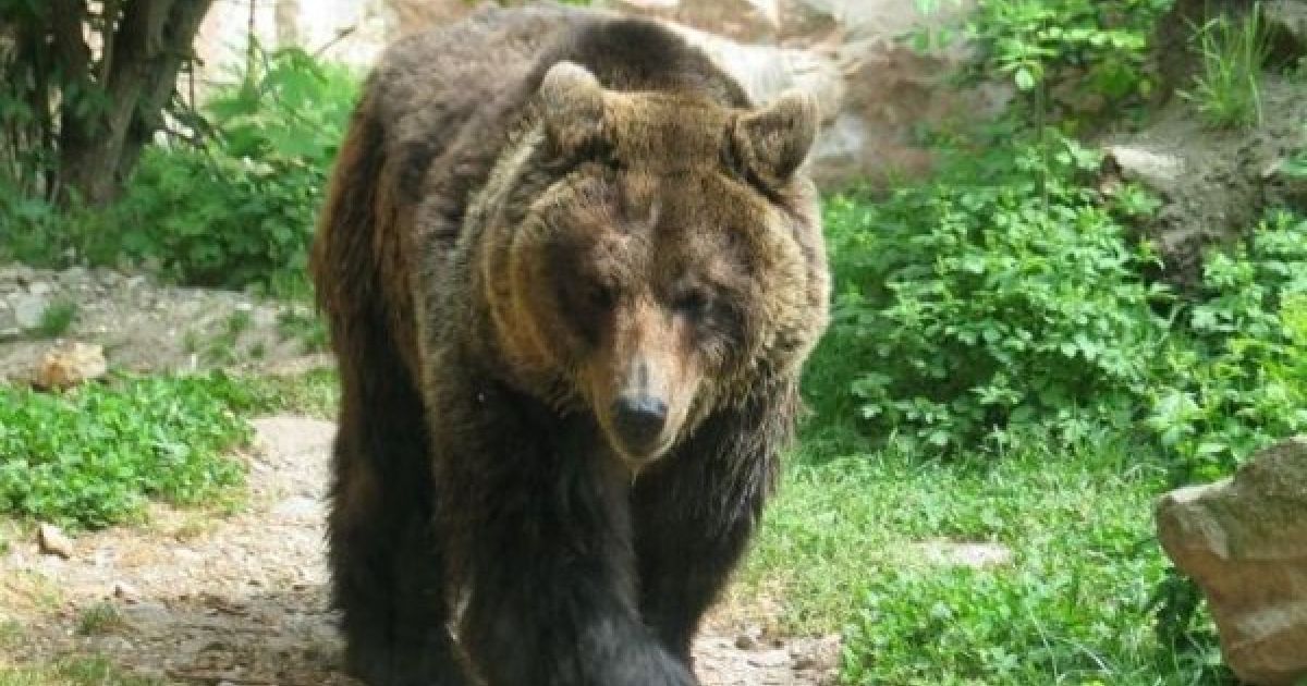 Medvedka na Krasu je lahko nevarna - Svet24.si