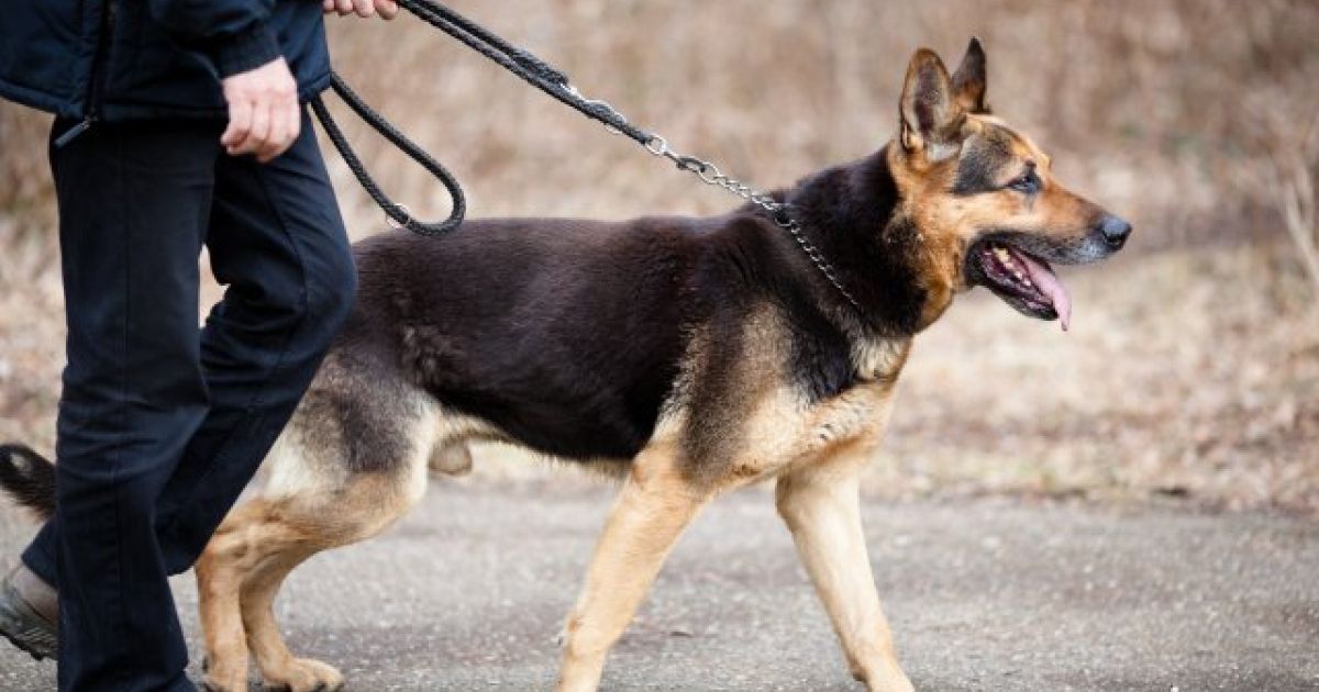 Zaporniki v Kopru lahko sprehajajo pse - Svet24.si