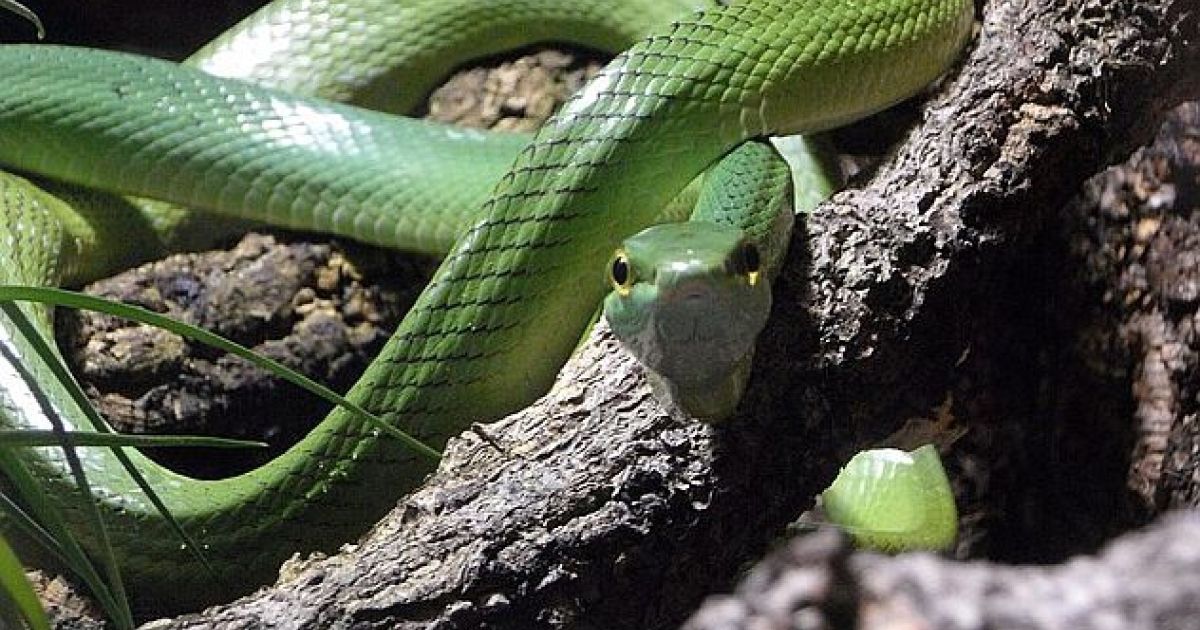 Kača ugriznila otroka, s helikopterjem so ga prepeljali v UKC Ljubljana ...