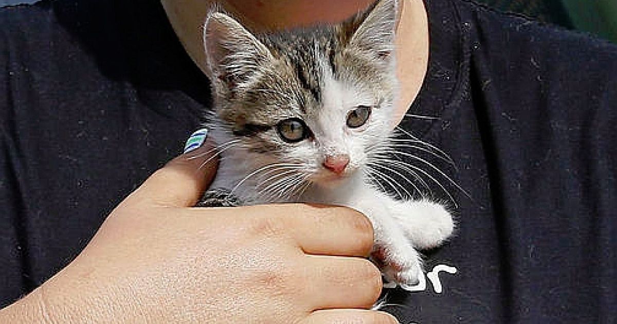 Mucek je bil ujet pod pokrovom kombija - Svet24.si