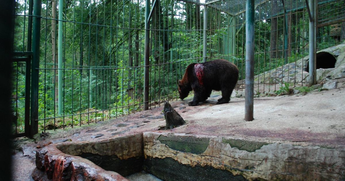 V horjulskem živalskem parku ustrelili medveda Tima - Svet24.si
