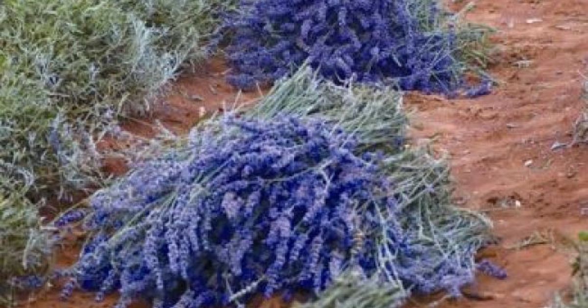 Kraška polja sivke - Svet24.si