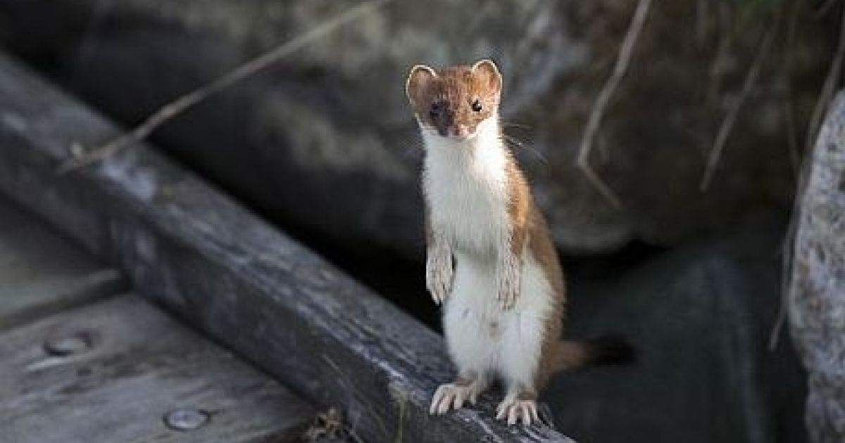 Podlasica svetovalko ugriznila v nogo - Svet24.si