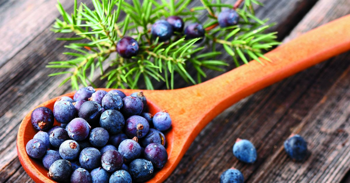 Regrat, klistir in obkladki - Svet24.si