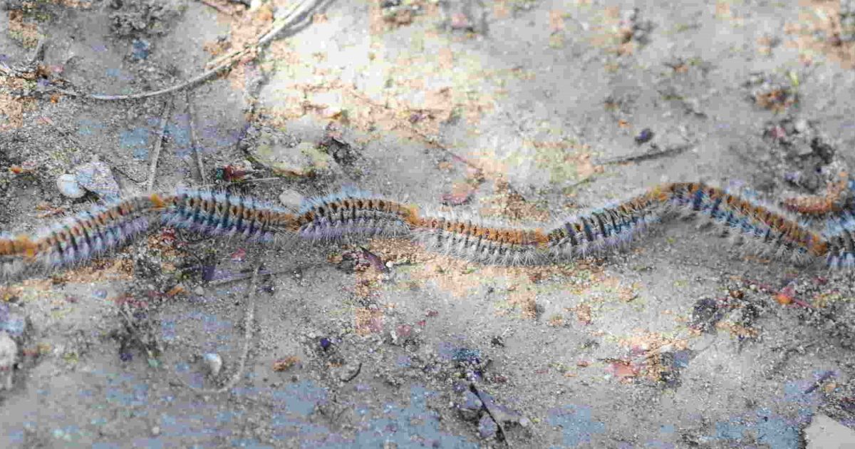 Strupeno srečanje - Svet24.si