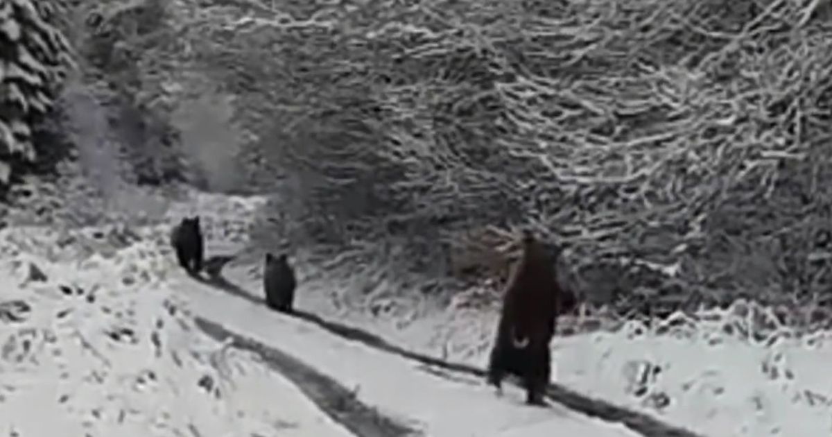 VIDEO: Medvedja družina na sprehodu po Pohorju - Svet24.si
