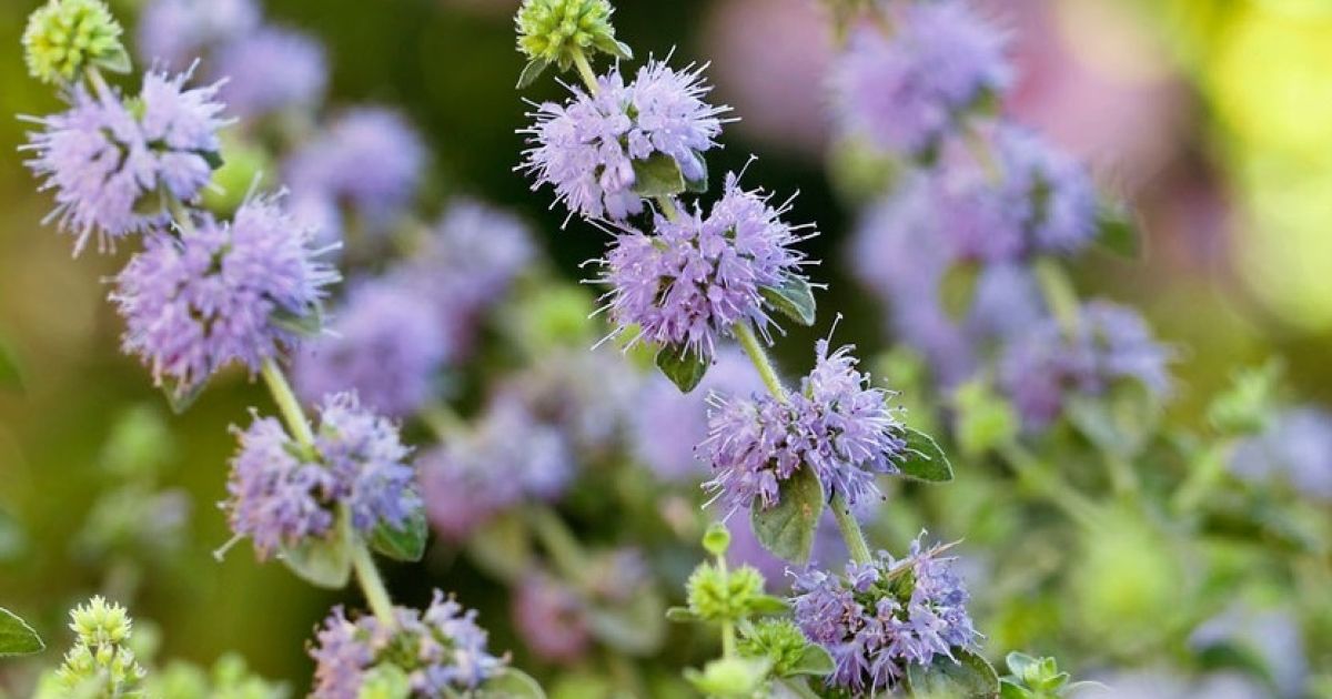 Polaj oziroma plazeča meta je rastlina številnih presenečenj - Svet24.si