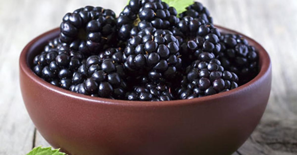 Ste vedeli, da robide spadajo med superživila? - Svet24.si