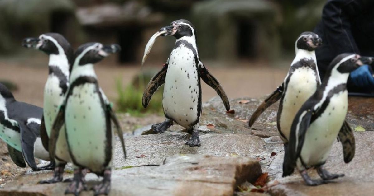 Odkrili 1,5 milijona pingvinov - Svet24.si