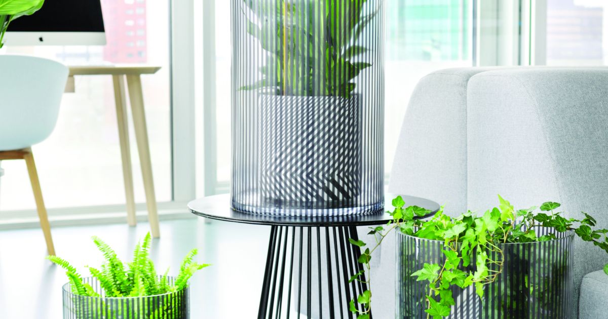 Sobne rastline, ki čistijo zrak - Svet24.si