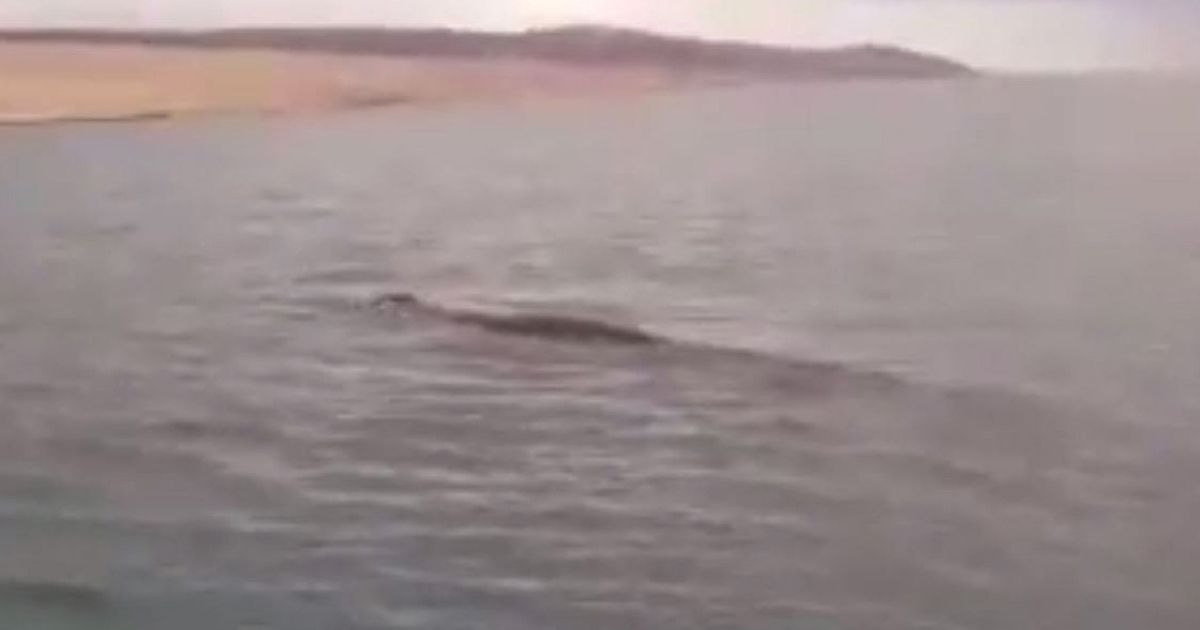 Velebitski kanal obiskal velik brazdasti kit - Svet24.si