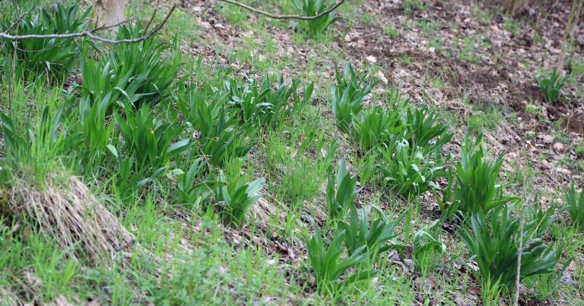 Prepoznajte nevarne rastline podobne čemažu - Svet24.si