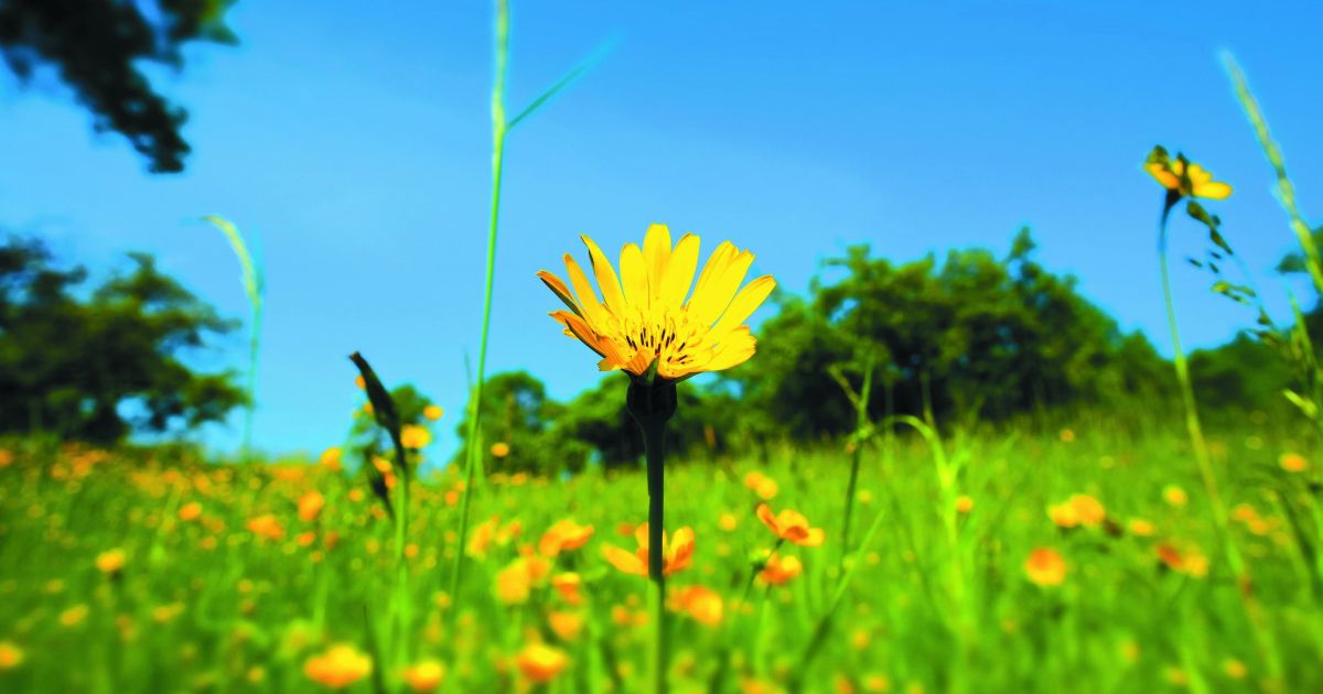 Kozja brada: ena najokusnejših travniških rastlin - Svet24.si