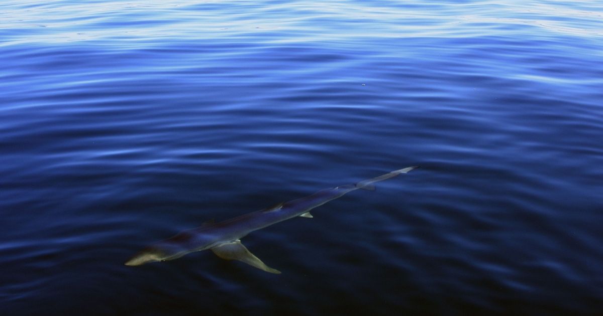 VIDEO: Tako je pri Šibeniku sinji morski pes prestrašil Slovenca - Svet24.si