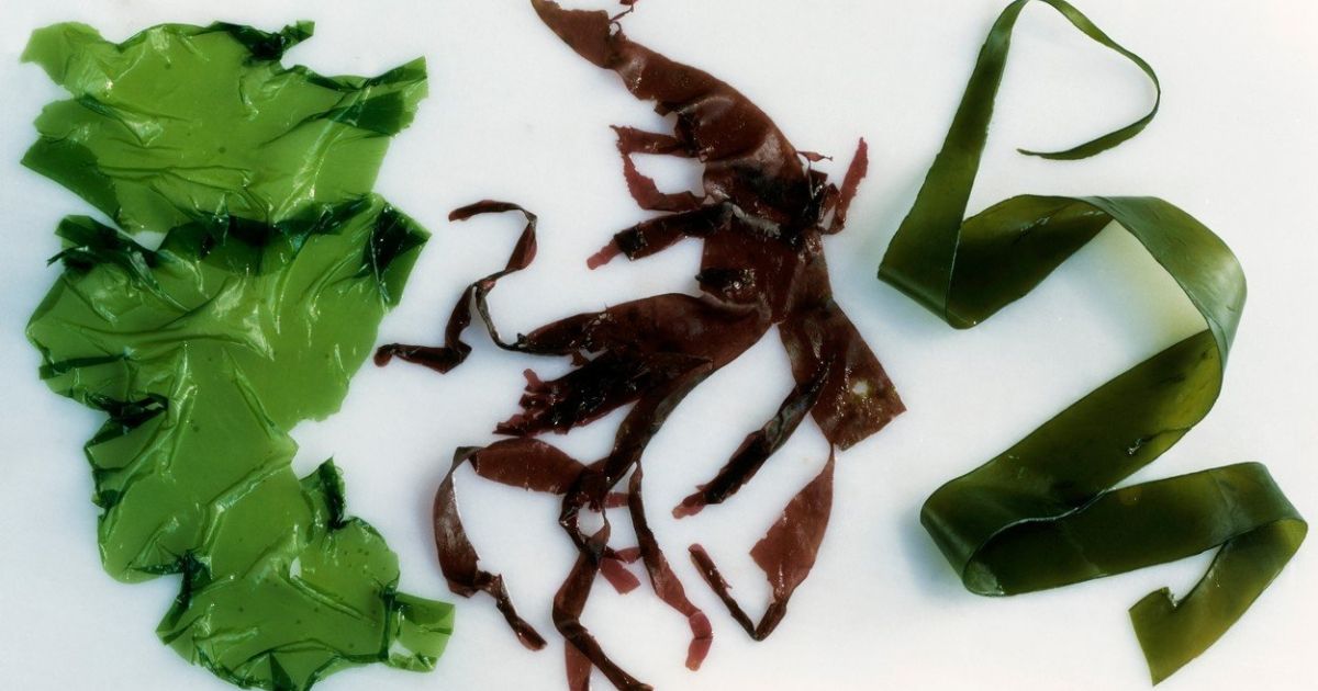 Morske alge v kulinariki? - Svet24.si