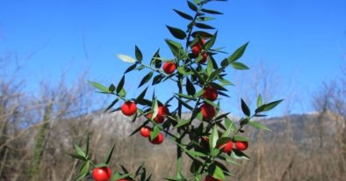 Lobodika - navdaja nas z upanjem na novo prihajajočo pomlad - Svet24.si