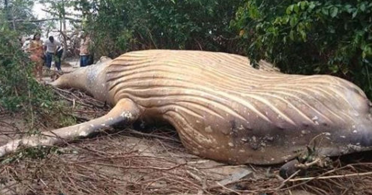 FOTO: Kako se je v amazonski džungli znašel kit grbavec? - Svet24.si