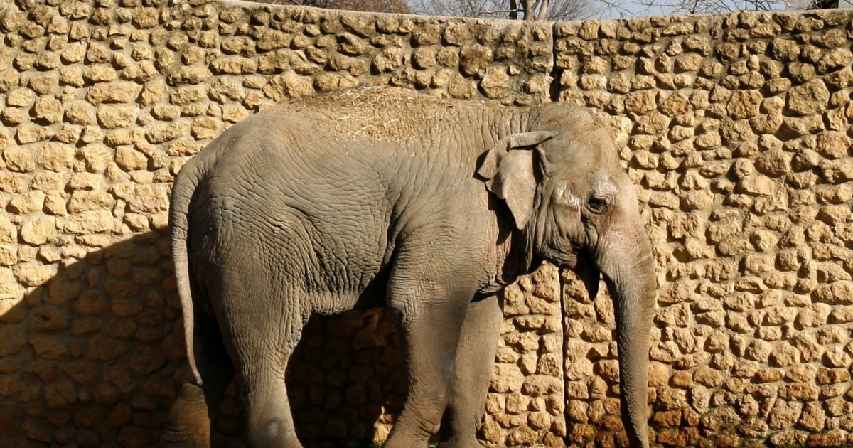 Umrla je najbolj žalostna slonica na svetu - Svet24.si