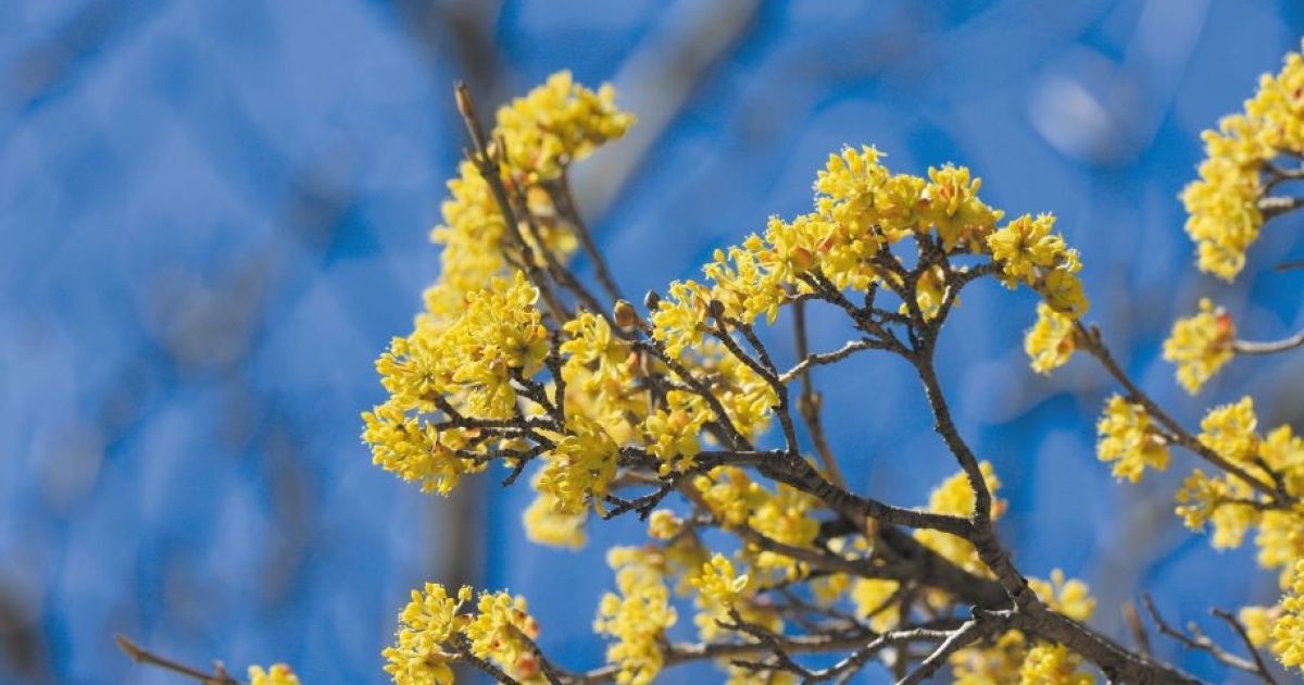 Rumeni dren – za zdravje in pomladni užitek - Svet24.si