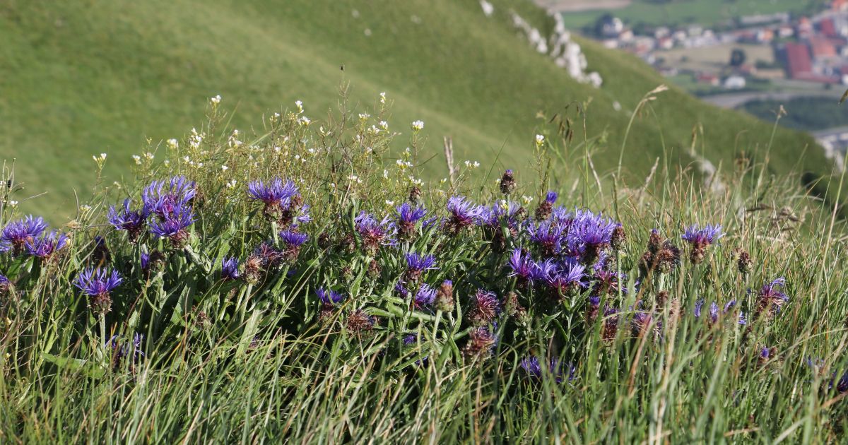 Glavinci – modrina, ki se poslavlja s travnikov - Svet24.si