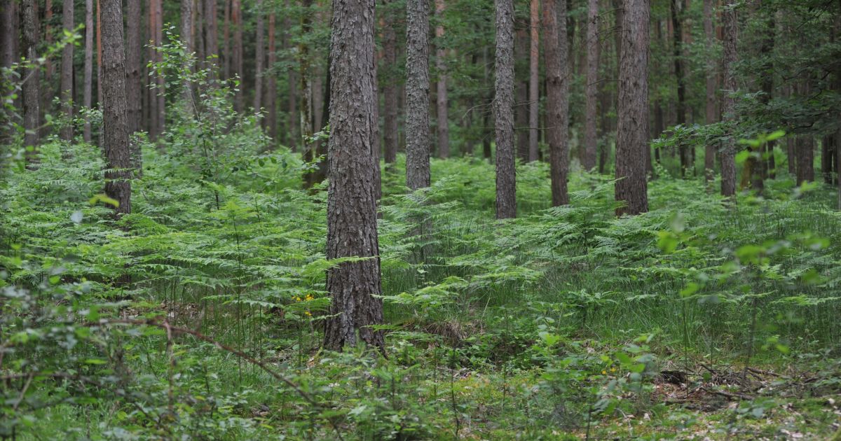 Gozd varuje pred podnebnimi spremembami - Svet24.si