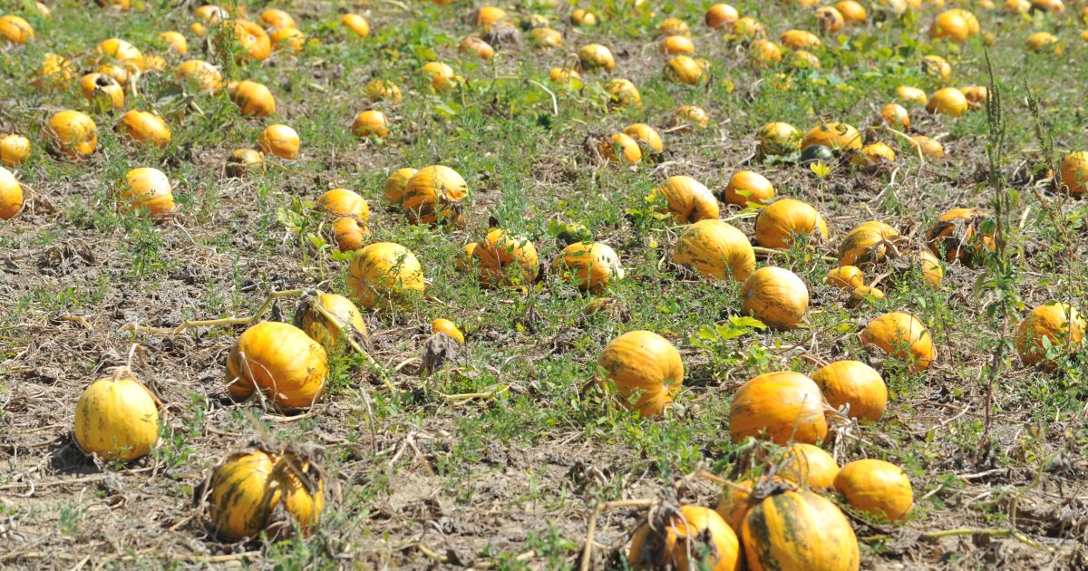 S krompirjem so letos kmetje imeli krompir - Svet24.si