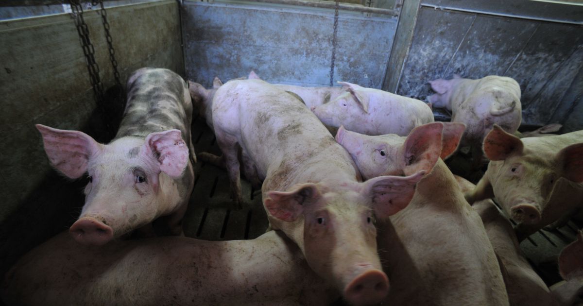 V sistemu brez vizije izgubljenih 70 tisoč svinj - Svet24.si
