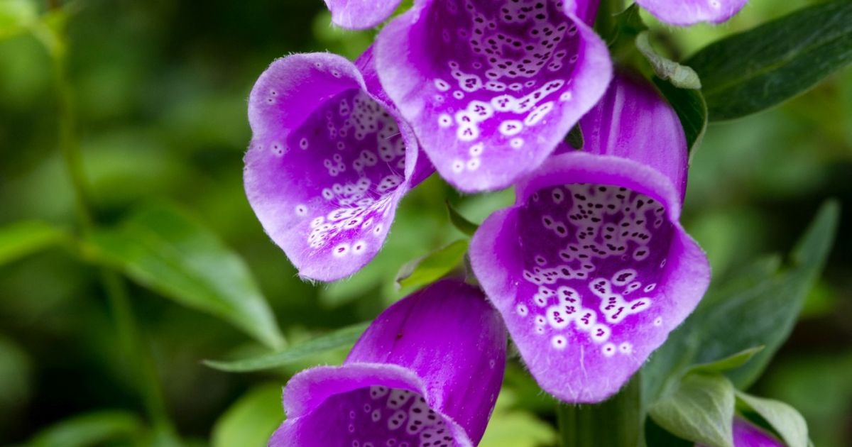 Veste, kako nevarne so naslednje rastline iz vašega okrasnega vrta ...