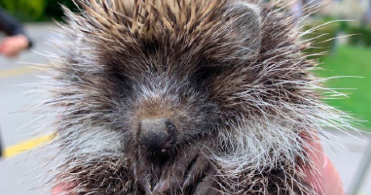 FOTO: Izgubljeni ježek taval pred UKC-jem, sedaj pa ima nov dom in novo ime - Svet24.si