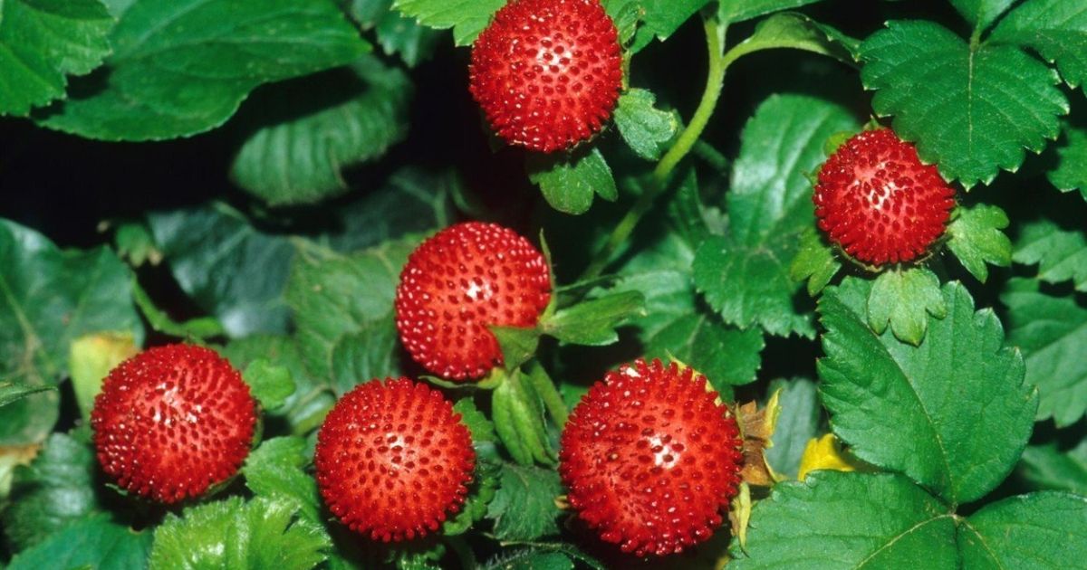 So te okrogle jagode res strupene? - Svet24.si