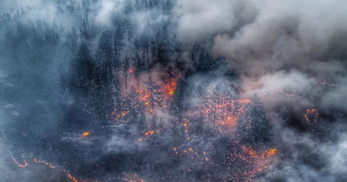 VIDEO in FOTO: Tragedija v ruski tajgi, kjer živali pred peklom bežijo ...