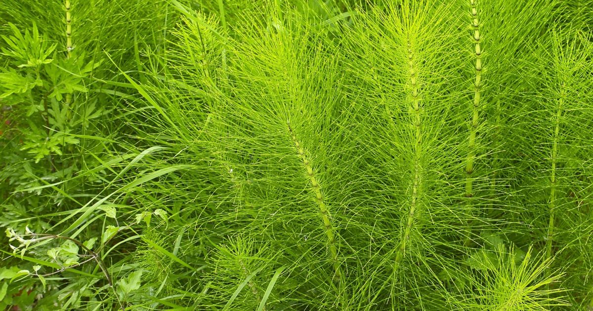 Njivska preslica nepogrešljiva v ljudskem zdravilstvu - Svet24.si