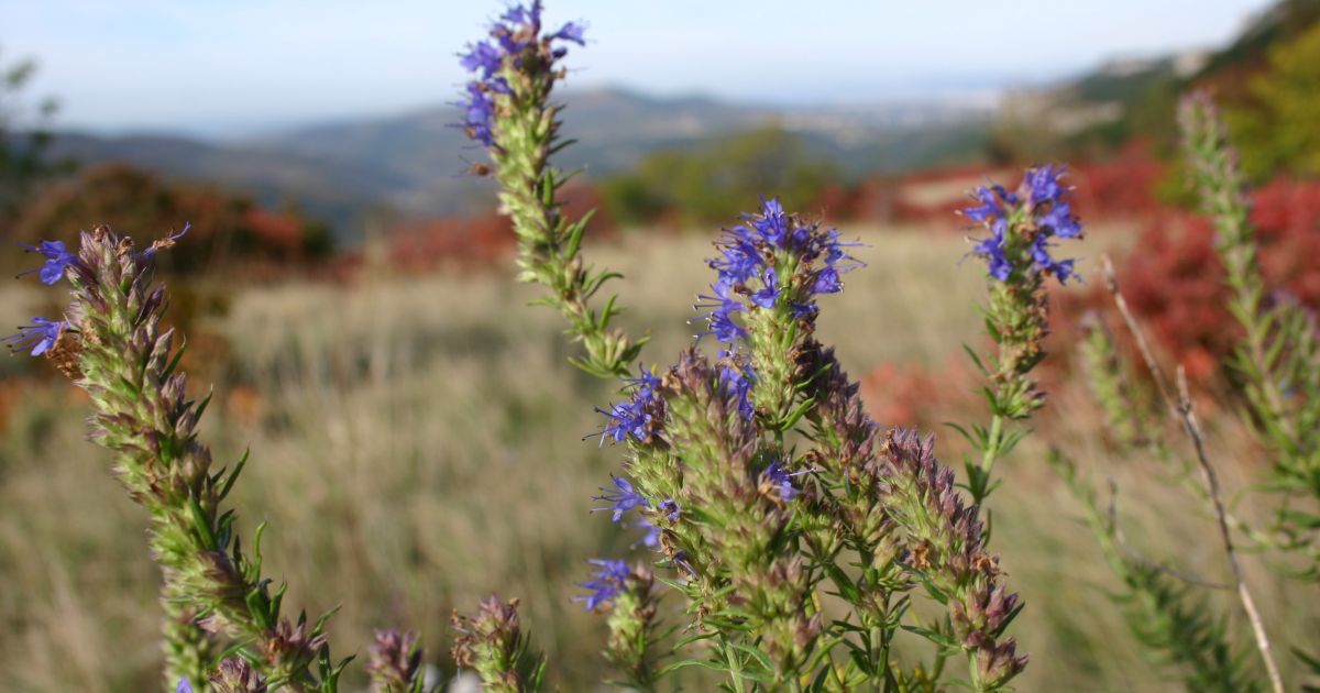 Ožepek - Zdravilna modrina na jesenskih pobočjih - Svet24.si