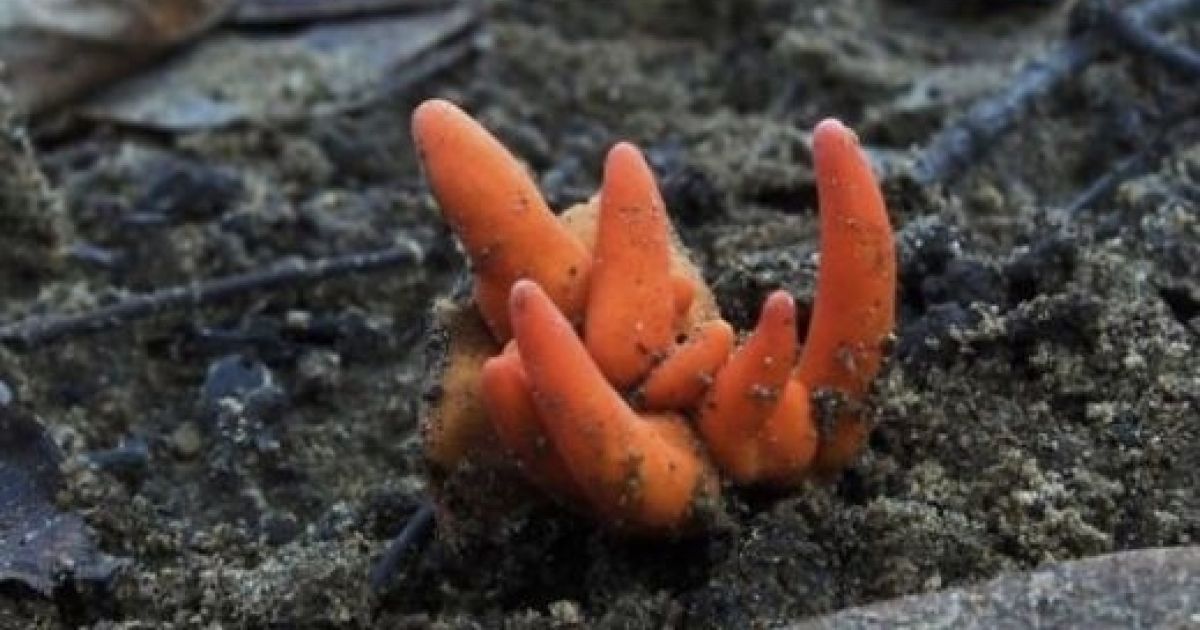 To strupeno gobo so prvič našli "tam spodaj" - Svet24.si