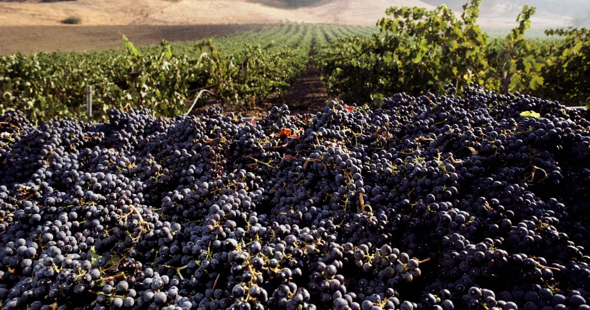 Najbolj znane sorte vinskega grozdja - Svet24.si