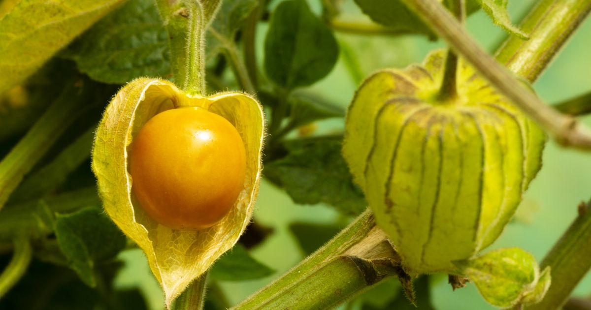 Za okras in za prilogo andska jagoda z vrta - Svet24.si