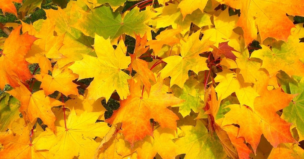 Drevesa se jesensko obarvajo kasneje kot pred 50 leti - Svet24.si