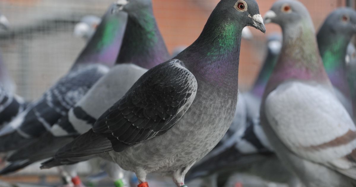 Kam je izginilo na tisoče golobov? - Svet24.si